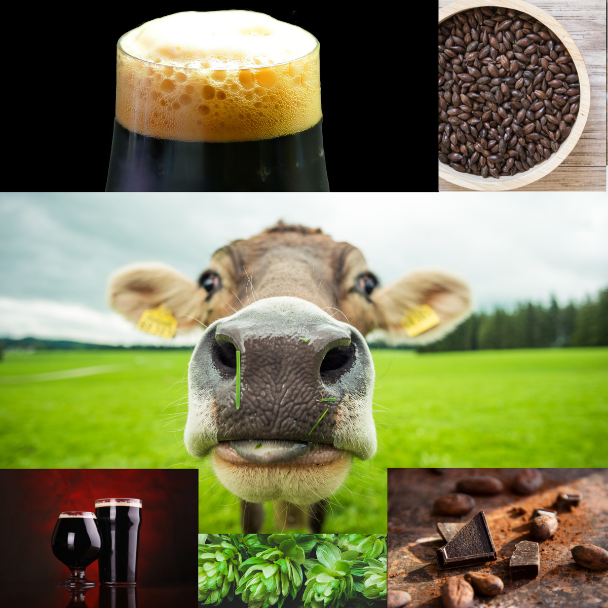 Moo Moo Chocolate Milk Stout 5 Gallon Home Brew Recipe Kit – Home Brew ...